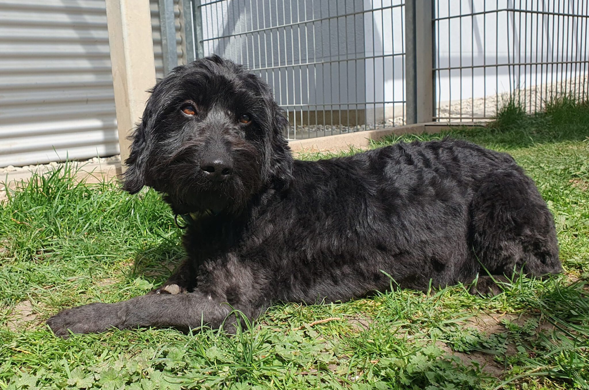 Tiffy & Samson – Tierheim Ansbach