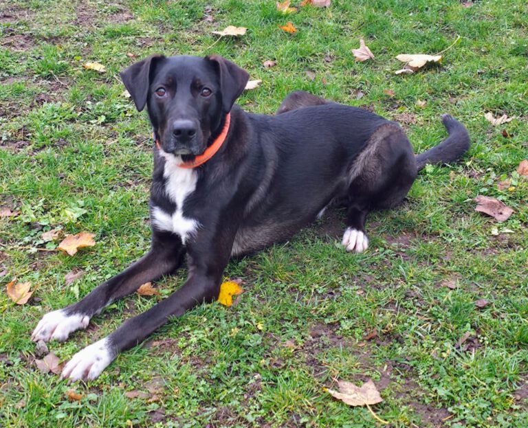 Laurin – Tierheim Ansbach